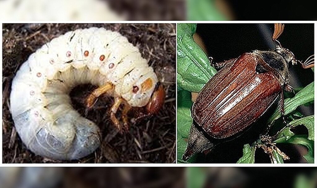 Fındıkta ‘mayıs böceği’ ile mücadele zamanı - ÇEVRE - ENERJİ - Hedef ...