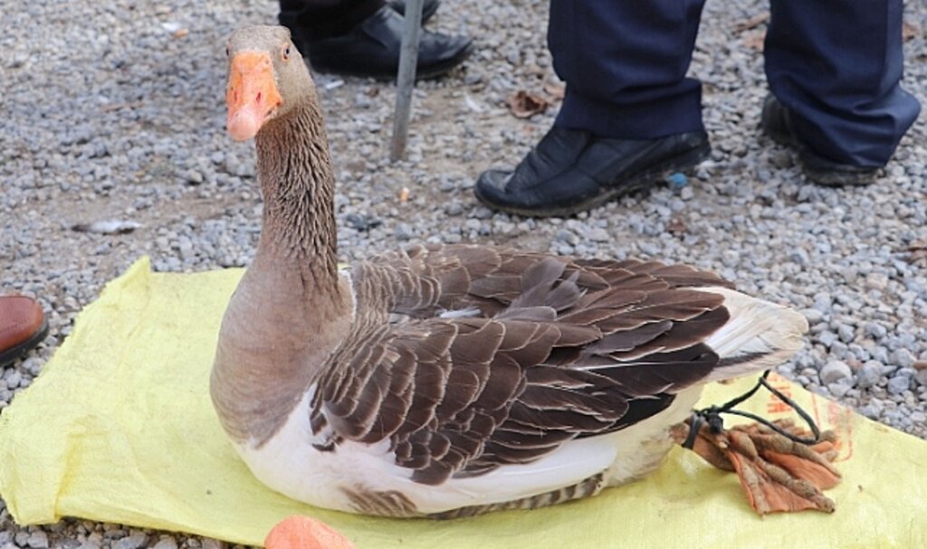 Tirit sezonuyla birlikte Havza'da kaz satışları başladı - SAMSUN HABER ...