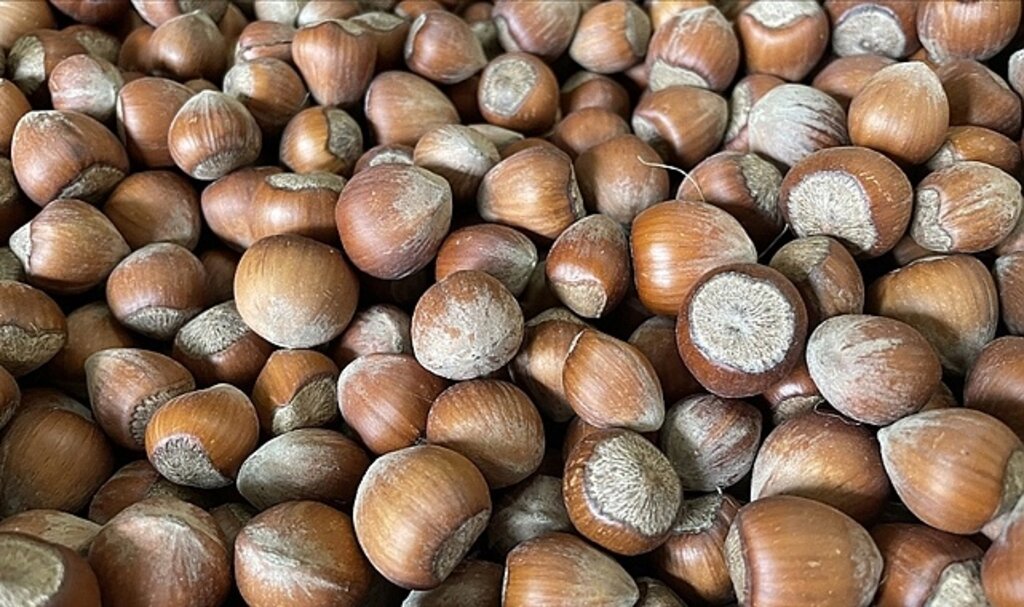 Türkiye fındık ihracat sezonunun ilk 3 ayında 538 milyon dolar kazandı ...