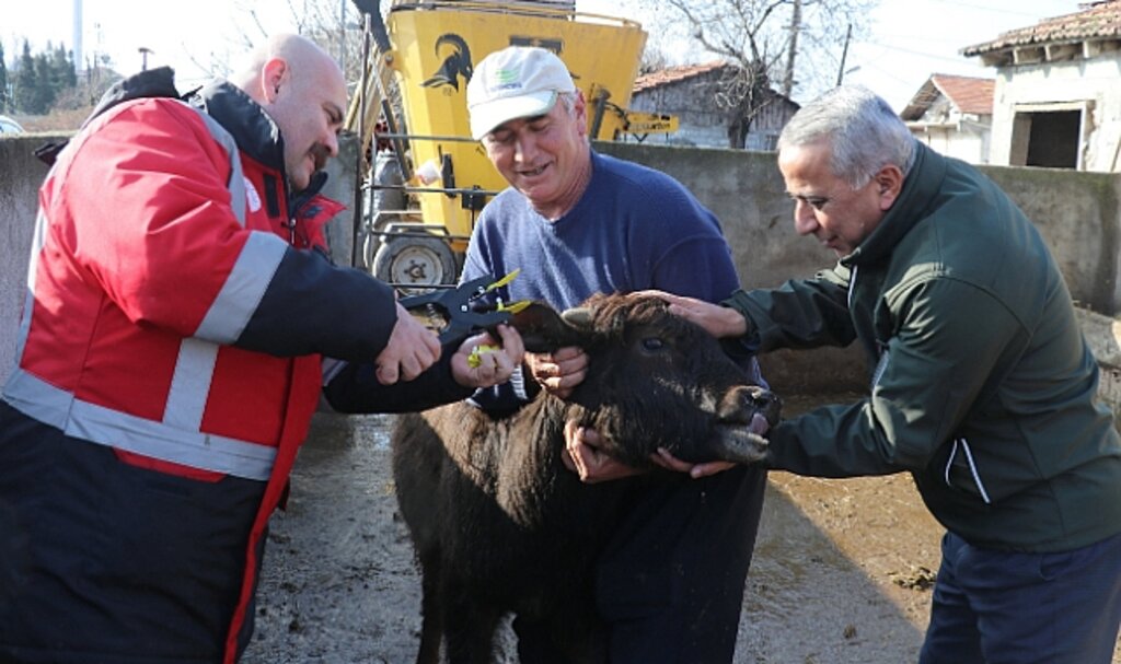 Samsun'da Manda Irkının Süt ve Et Verimini Artırmak İçin Suni Tohumlama ...