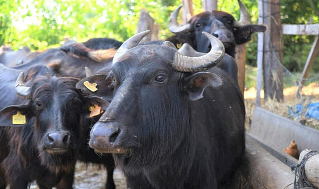 Samsun'da Manda Sütü Üretimi Arttı, Mozzarella Peyniri Üretildi ...
